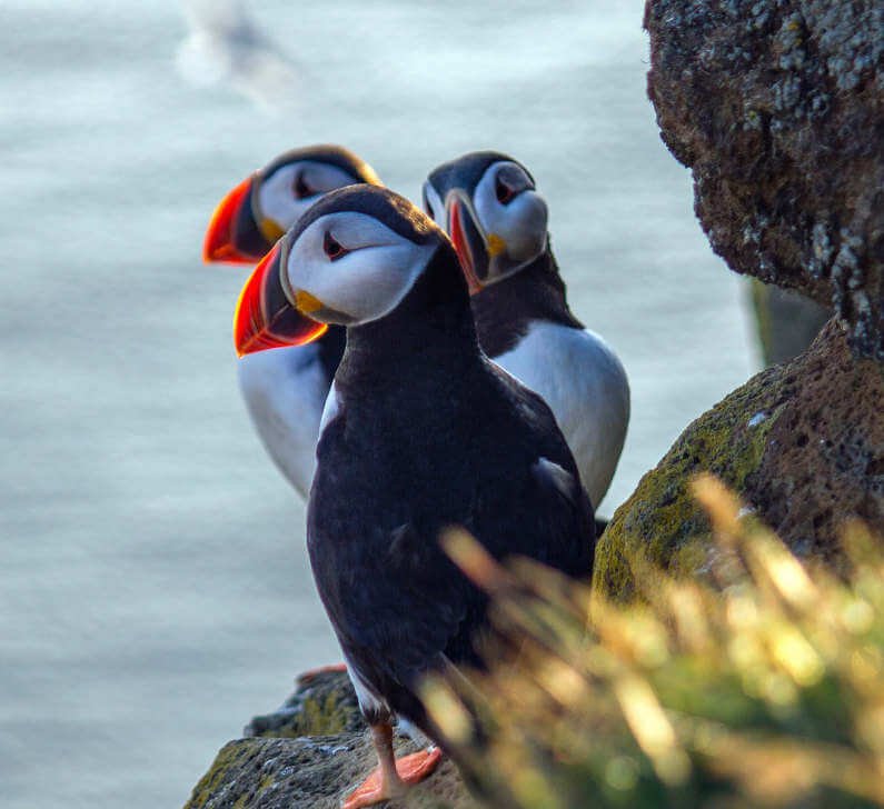 Virtual Gathering, June 2021 - O'Donovan Clan